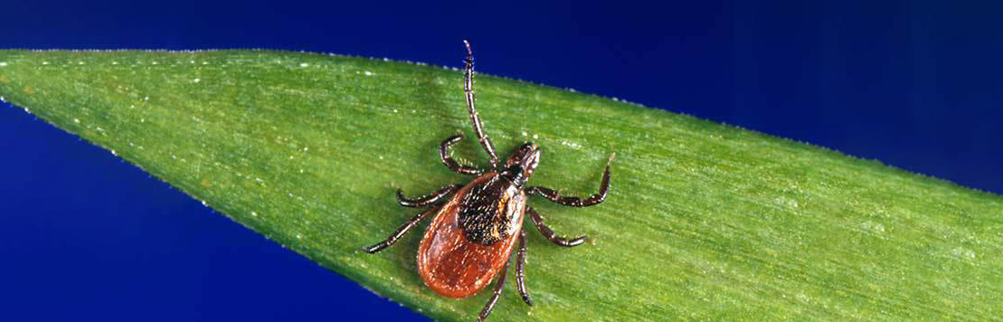 Wildlife Health Program - Kentucky Department of Fish & Wildlife